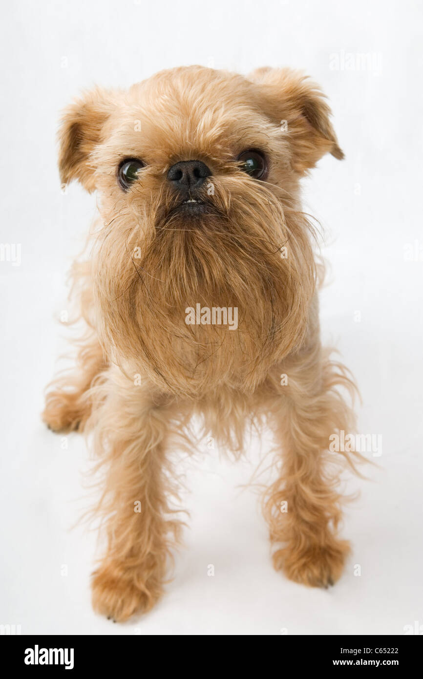 Small dog of breed the Griffon Bruxellois Stock Photo - Alamy