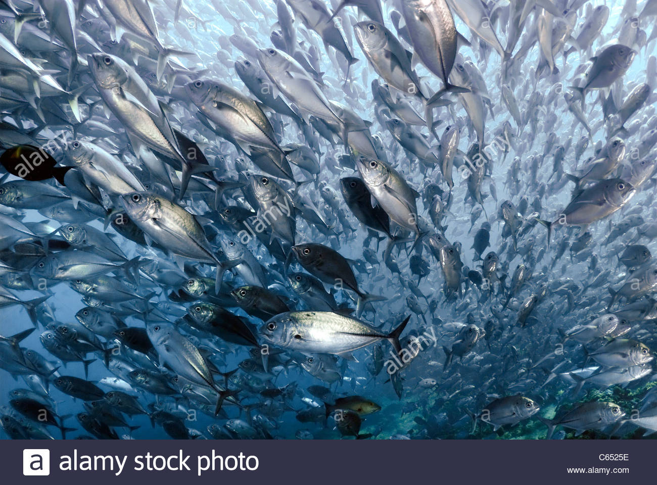 Salt Water Fish Stock Photos & Salt Water Fish Stock Images - Alamy