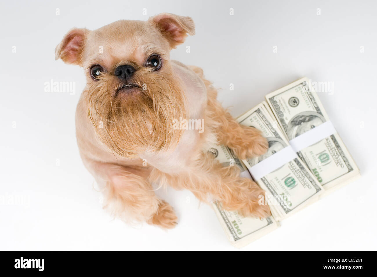 At feet of a dog a heap of money, Protection of the finance Stock Photo ...