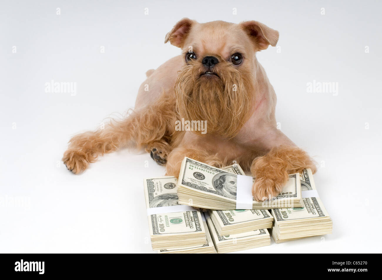 At feet of a dog a heap of money, Protection of the finance Stock Photo ...