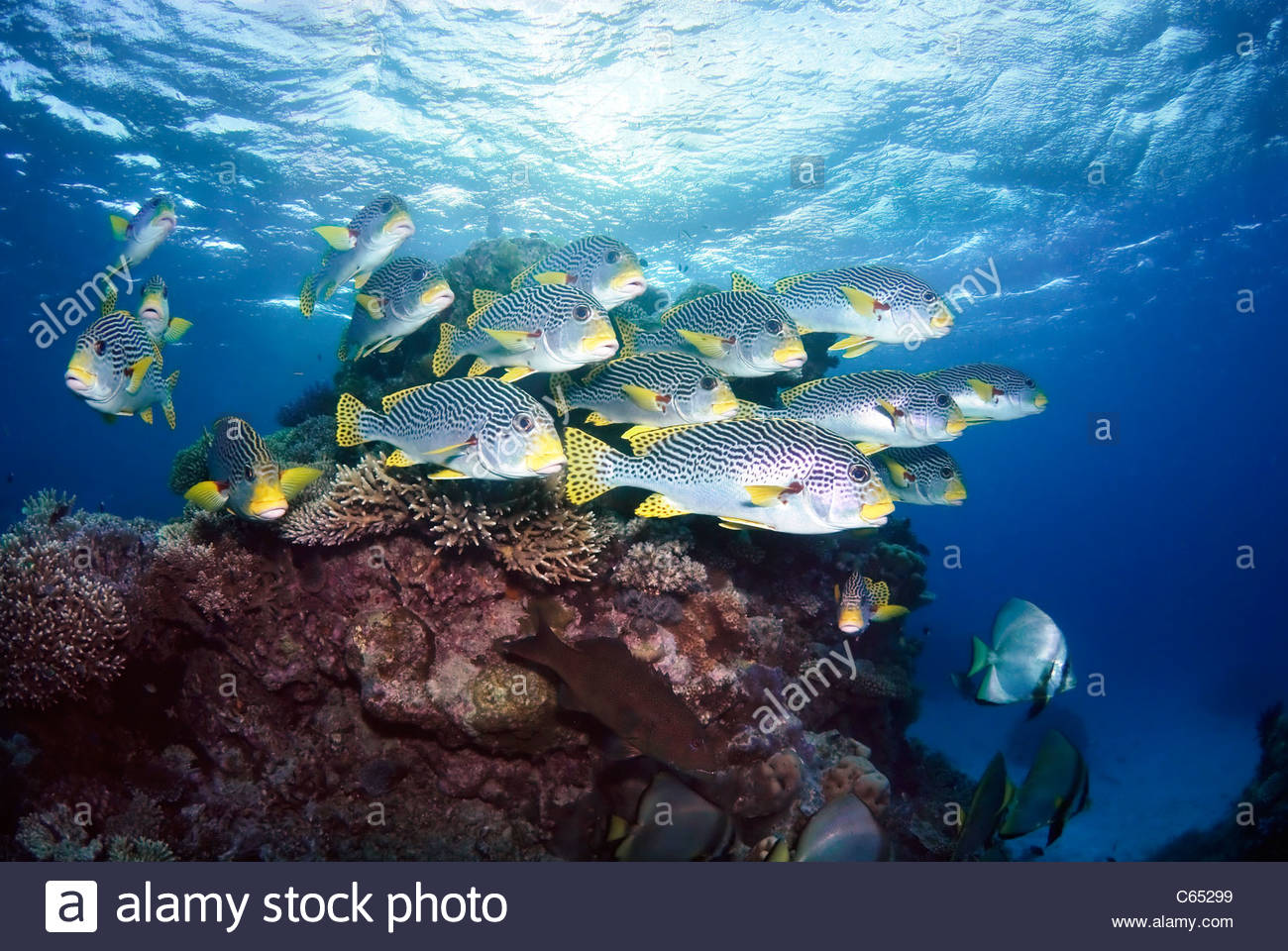 Great Barrier Reef Fish Stock Photos & Great Barrier Reef Fish Stock ...