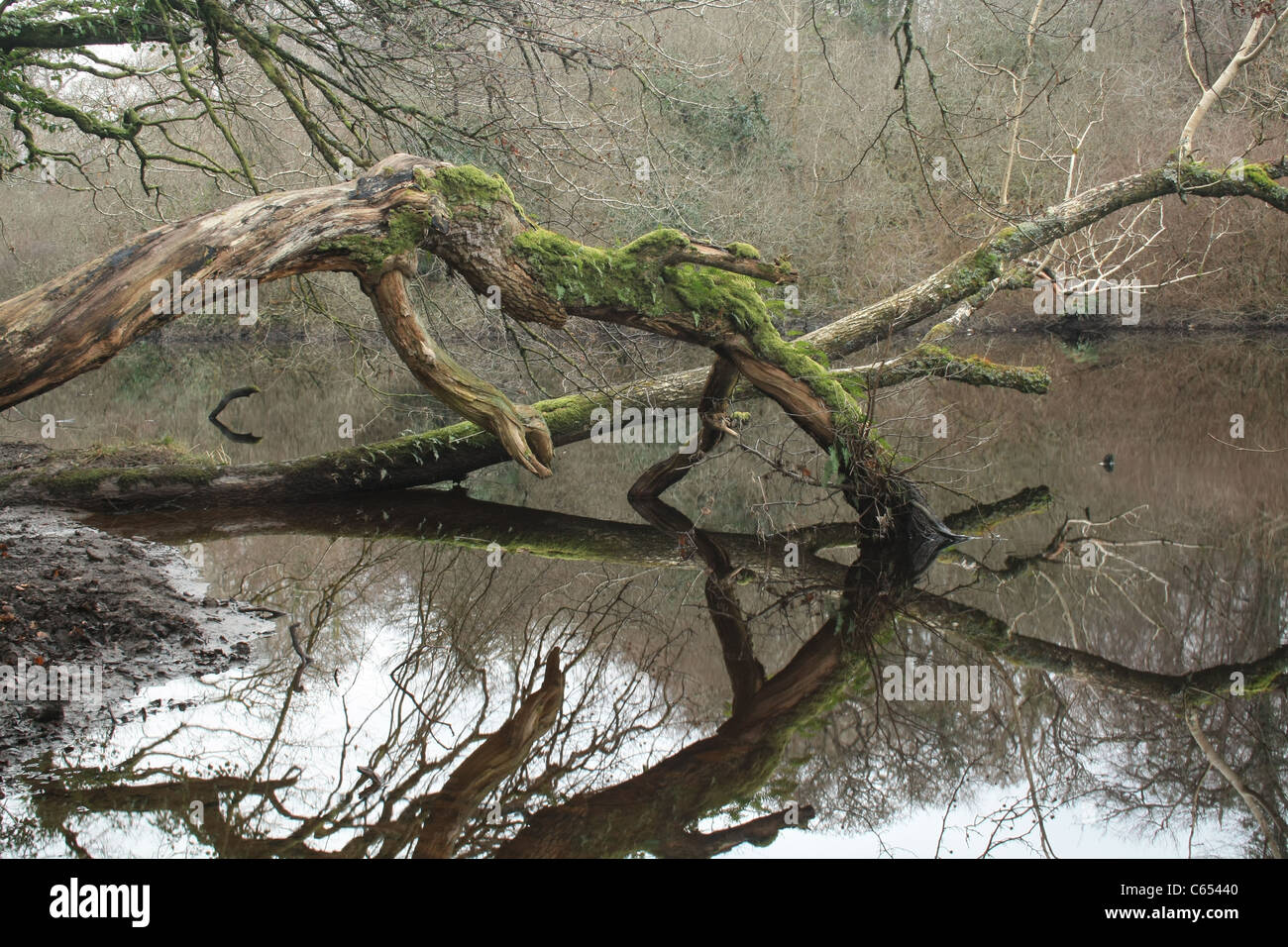Tree in River Stock Photo - Alamy