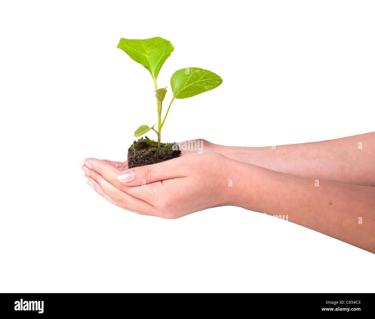 Growing green plant in a hand isolated on white background Stock Photo ...