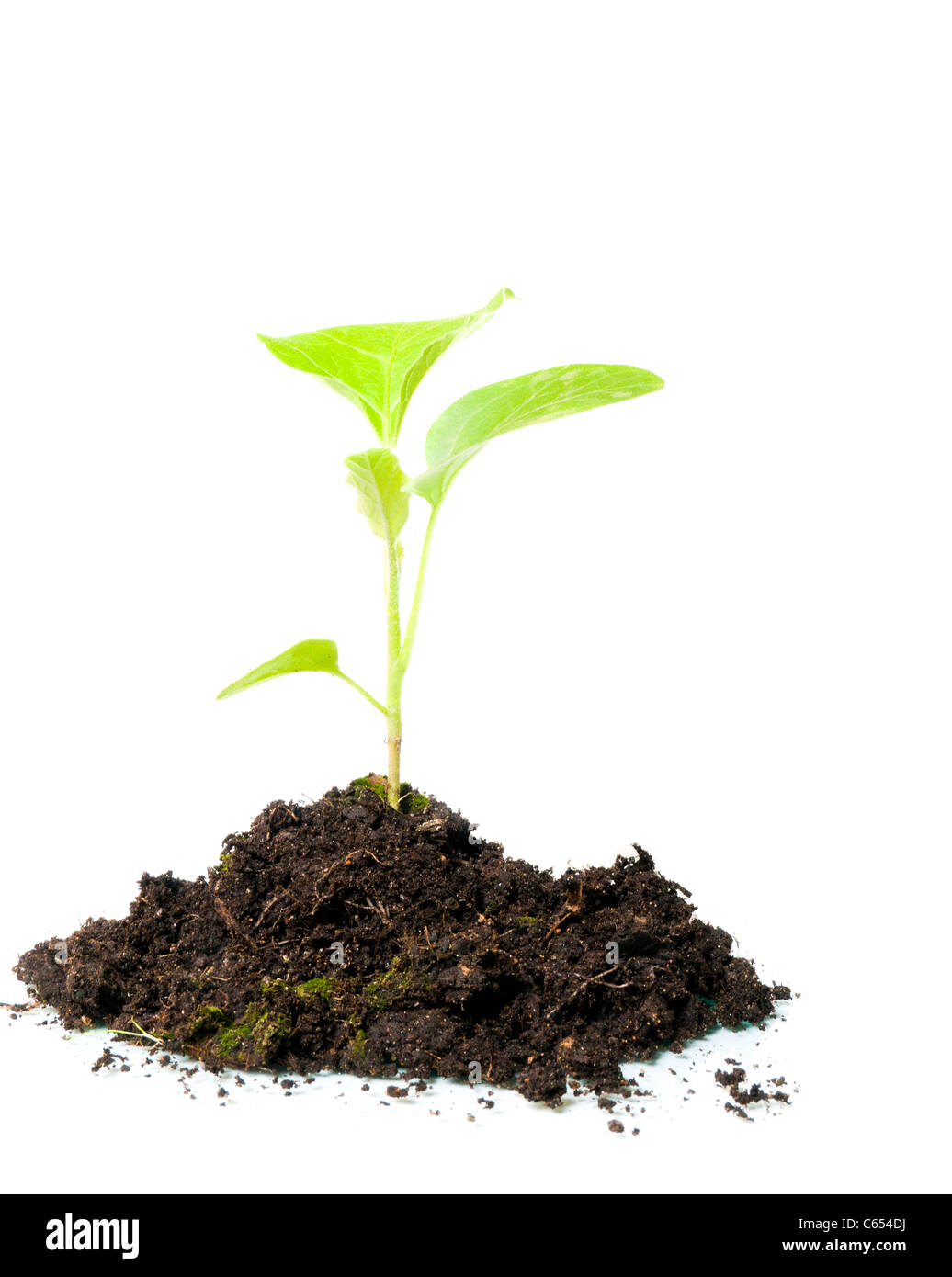 Growing green plant isolated on white background Stock Photo - Alamy