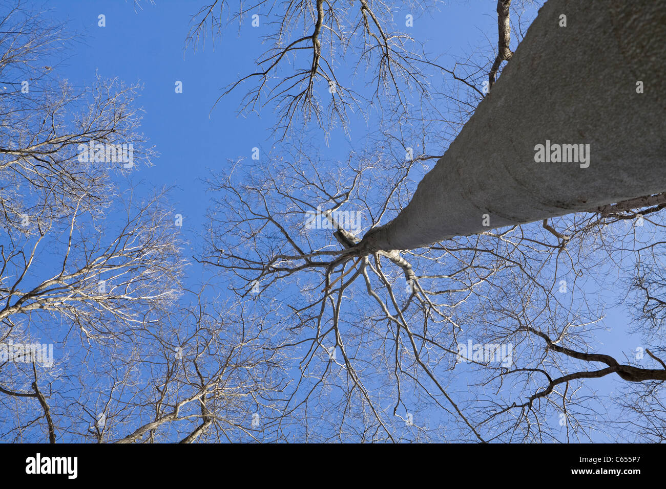 Maple trees in the winter Stock Photo - Alamy