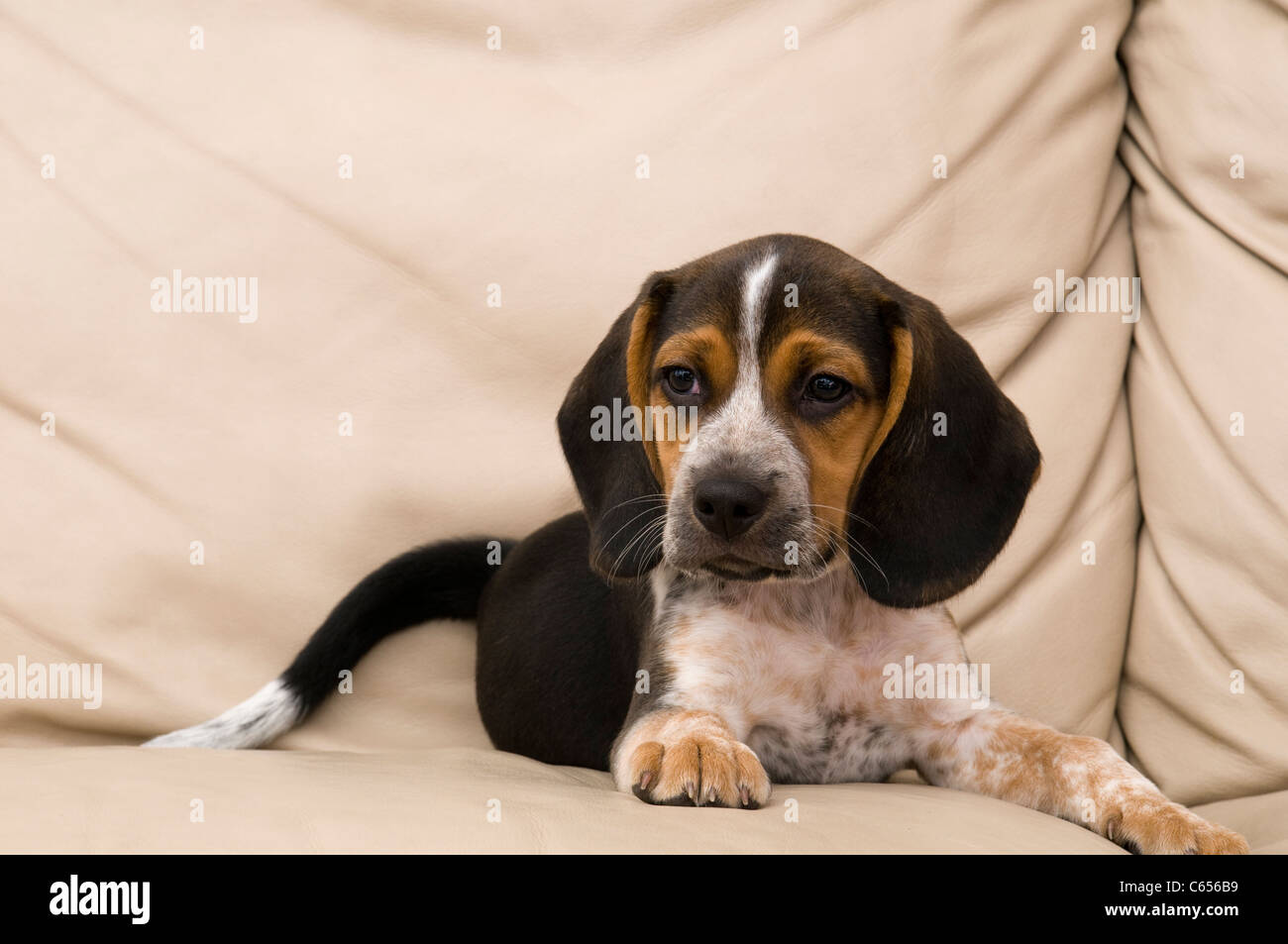 Beagle Laying Down on Couch Stock Photo - Alamy