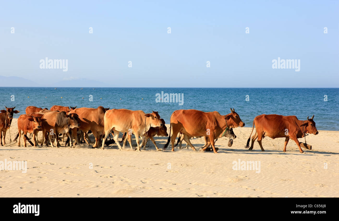 Cattle on sandy beach, Hoi An, Quang Nam, Vietnam Stock Photo - Alamy