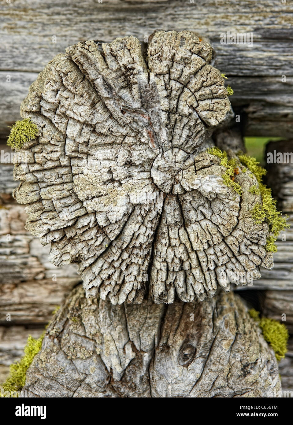 Tree trunk, cross section Stock Photo - Alamy