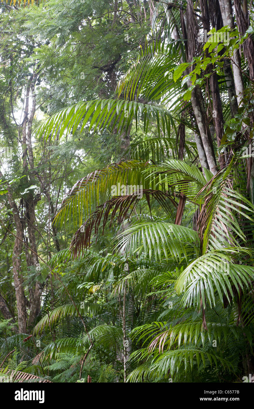 Trees plant trinidad hi-res stock photography and images - Alamy