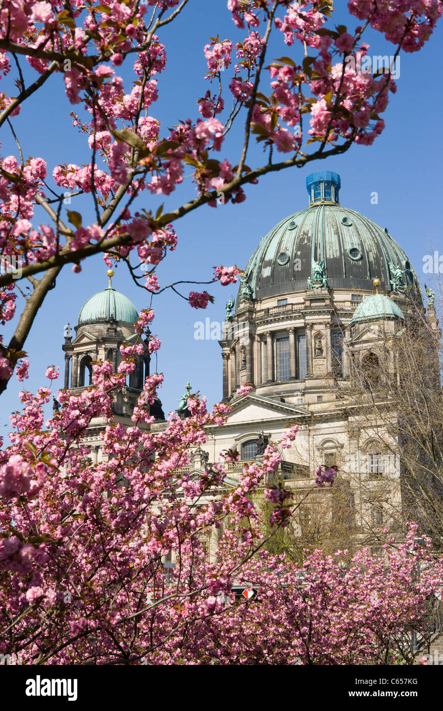 Pink blossom and Berliner Dom, Berlin, Germany Stock Photo - Alamy