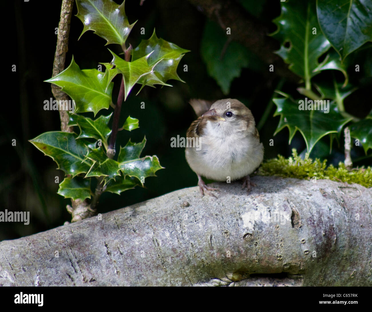 Female house sparrow log hi-res stock photography and images - Alamy