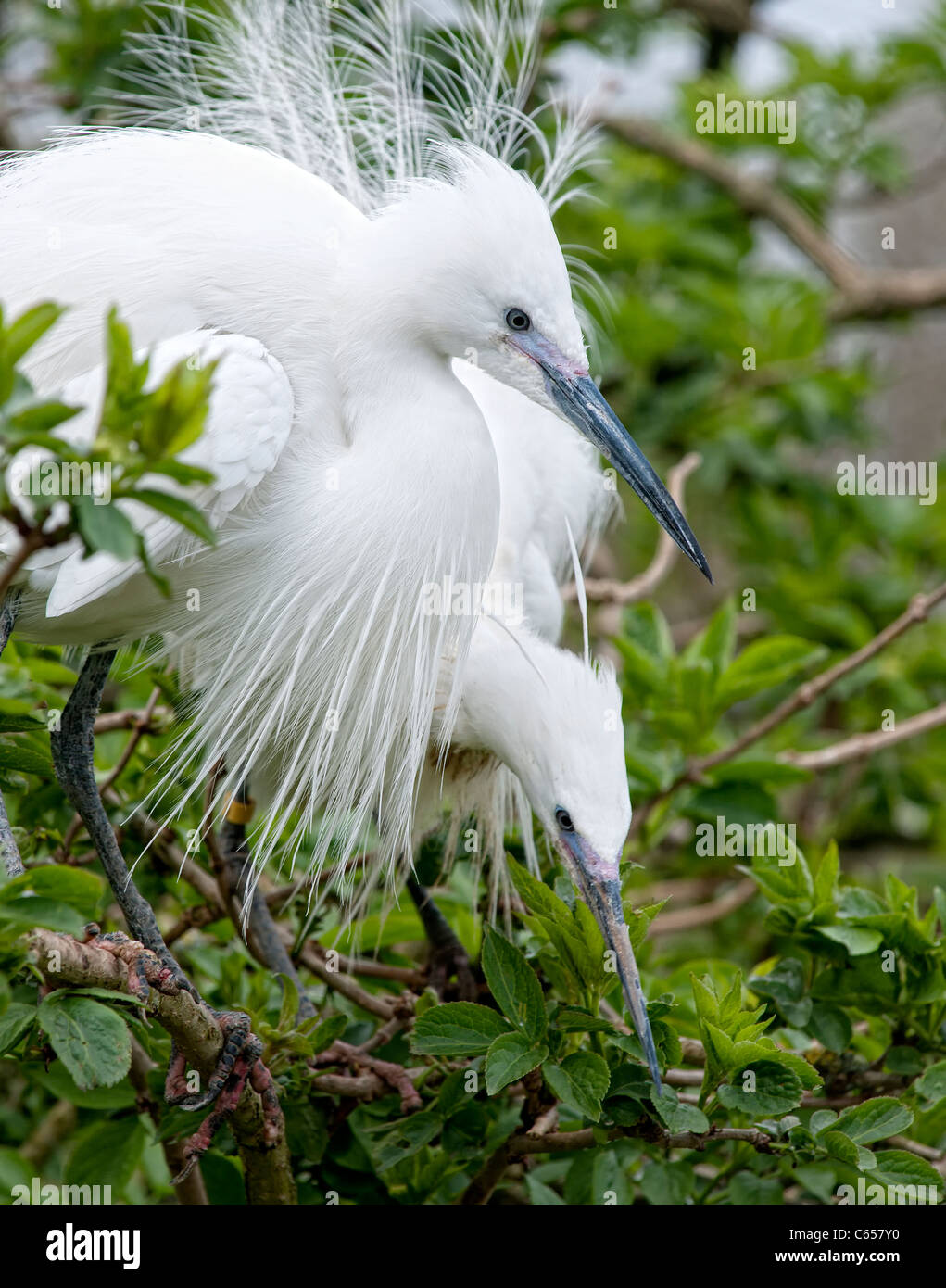 Herons and egrets birds hi-res stock photography and images - Alamy