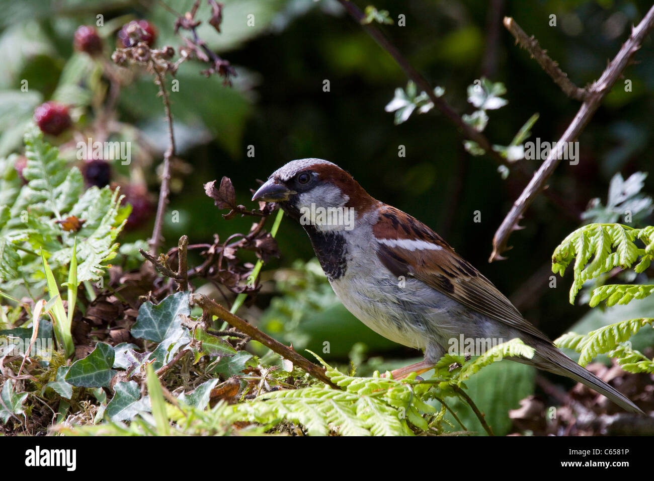 close up of a male house sparrow in a hedgerow Stock Photo - Alamy