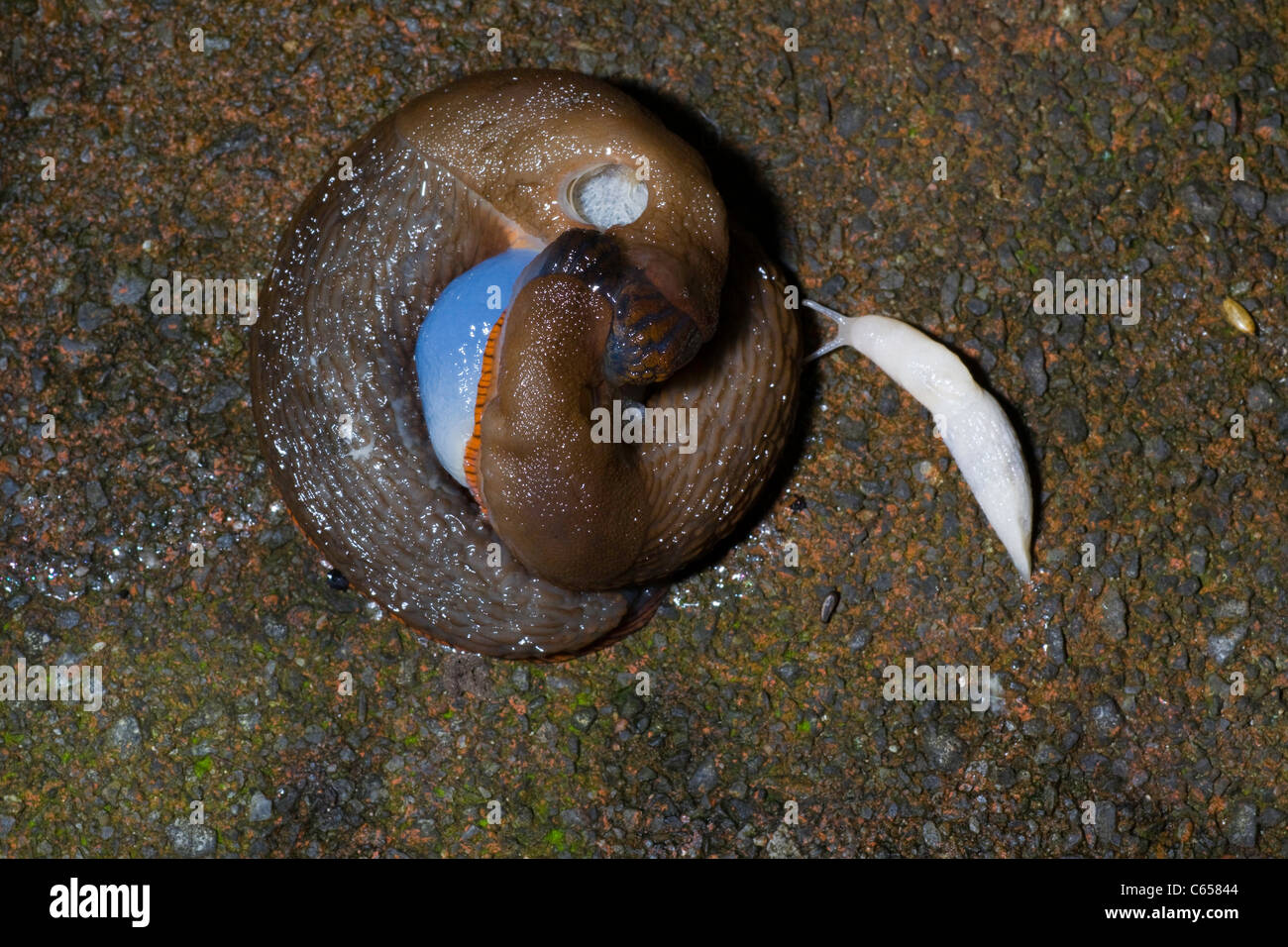 gastropod mollusc, black slugs mating with a ghost slug passing Stock ...
