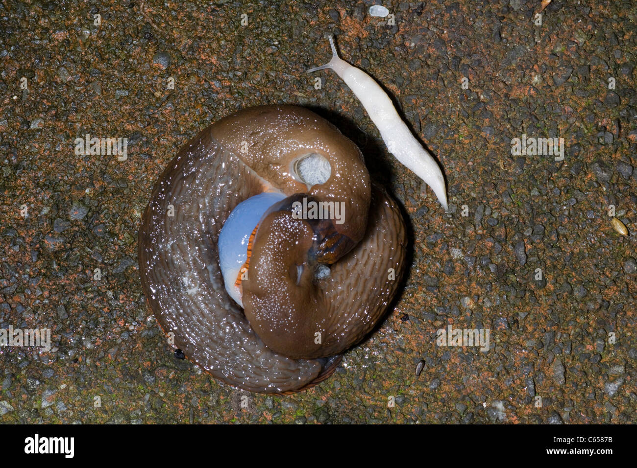 Ghost slug hi-res stock photography and images - Alamy