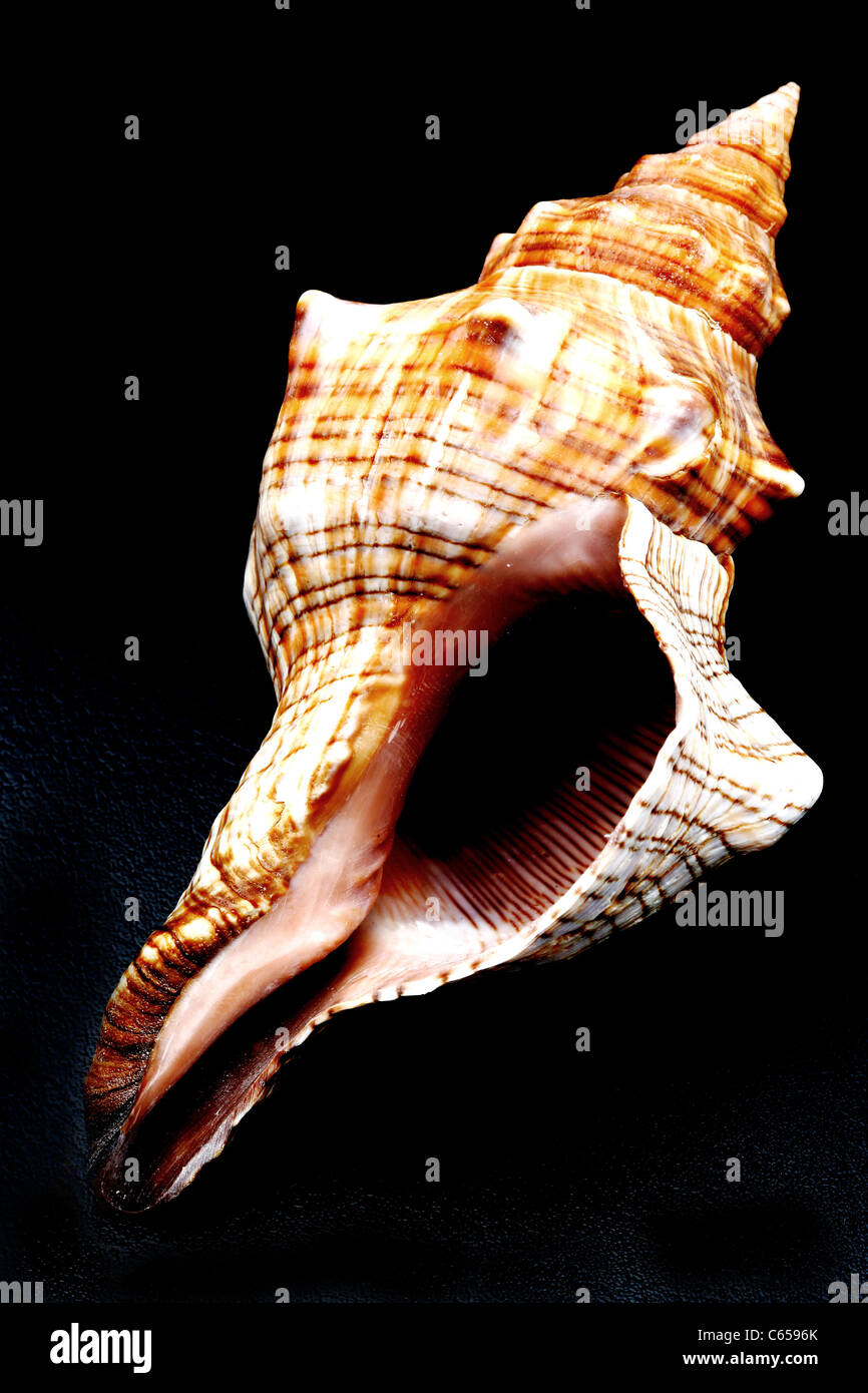 Lifestyle marine mollusk mollusks objects ornamental sea shell shells ...