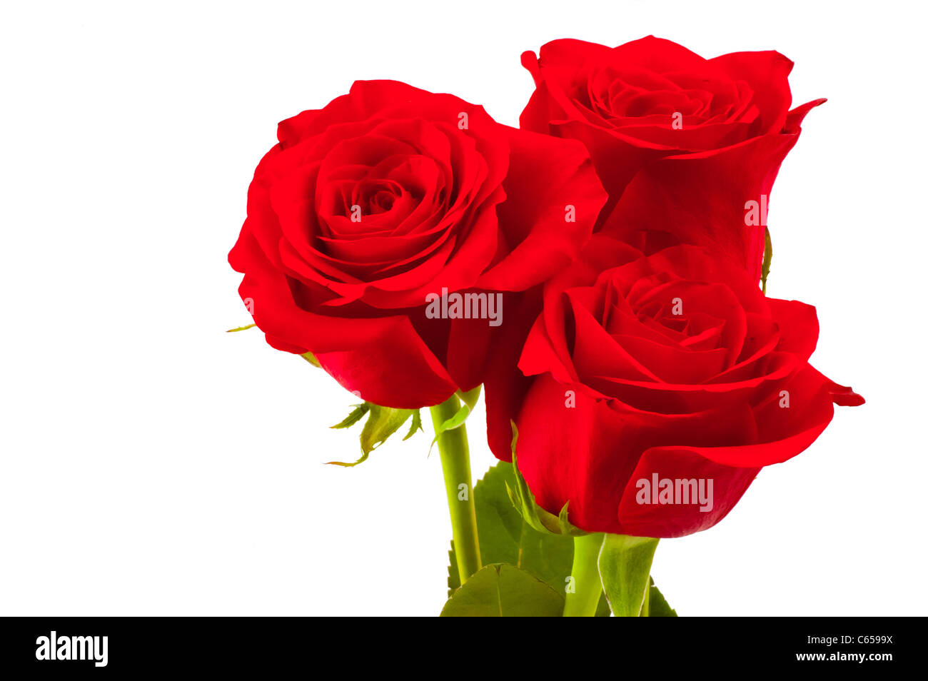 Three beautiful red roses isolated hi-res stock photography and images ...