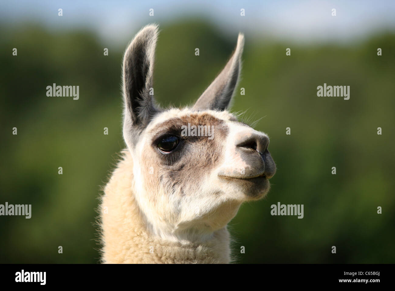 Lama glama pack hi-res stock photography and images - Alamy