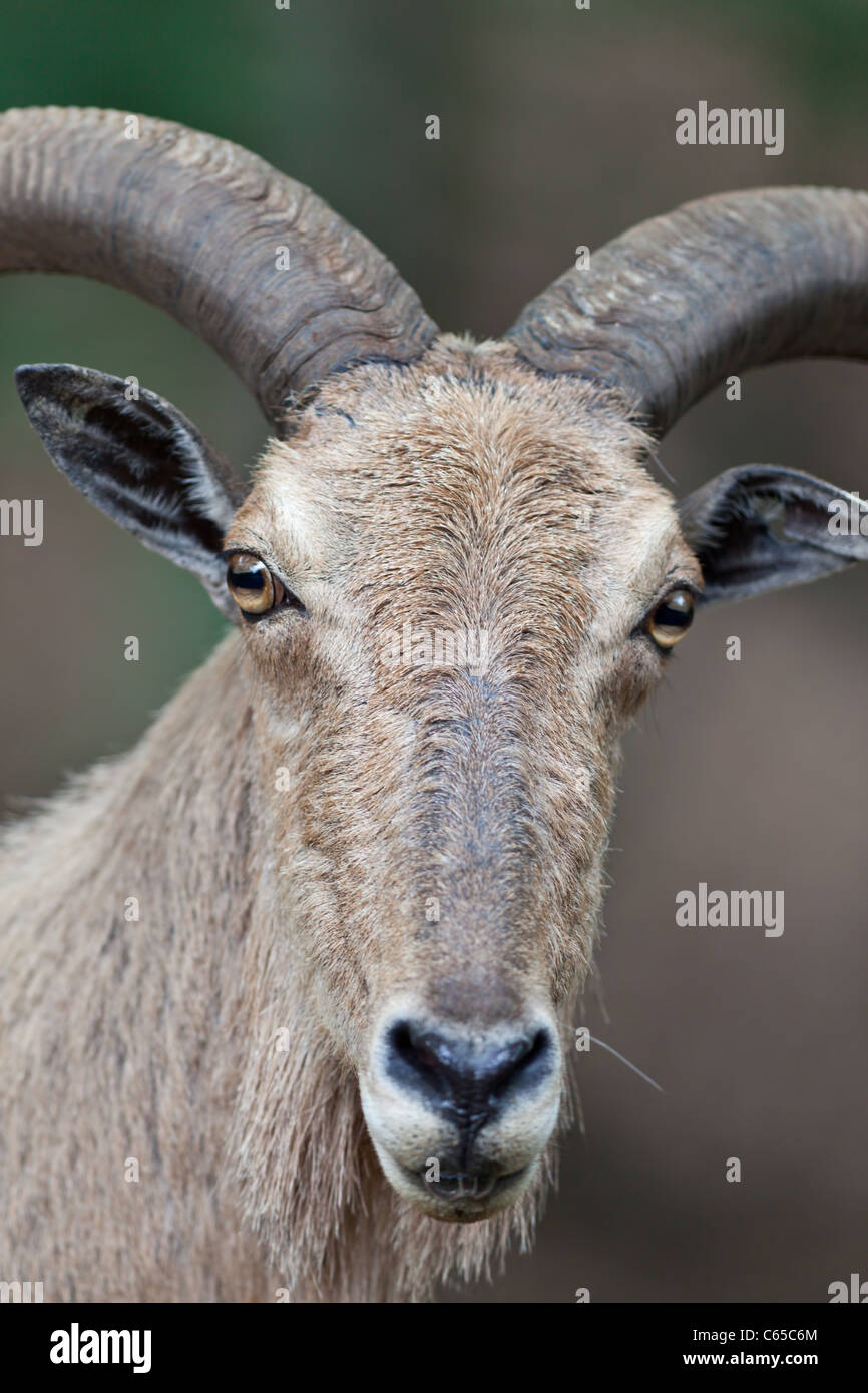 A close up shot of a Barbary Sheep Stock Photo - Alamy