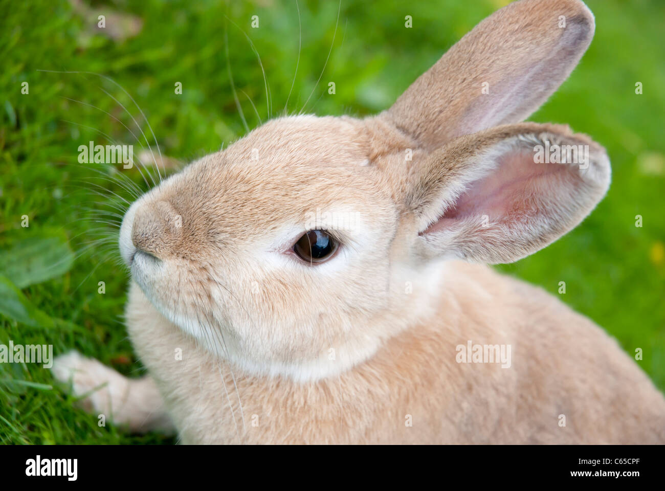 Cute Rabbit closeup could be used as easter bunny design Stock Photo ...