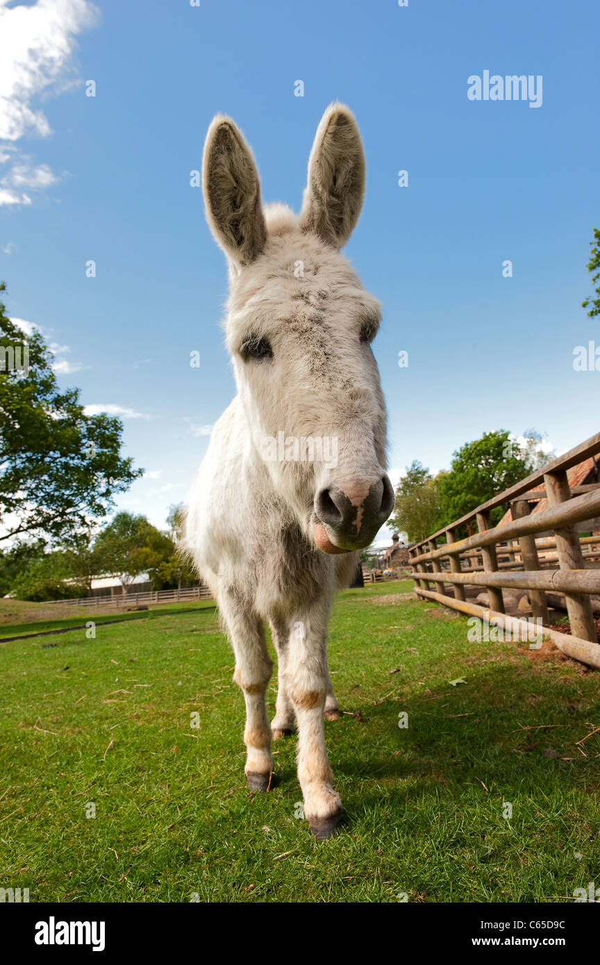 Close up of a grey donkey in a paddock Stock Photo - Alamy
