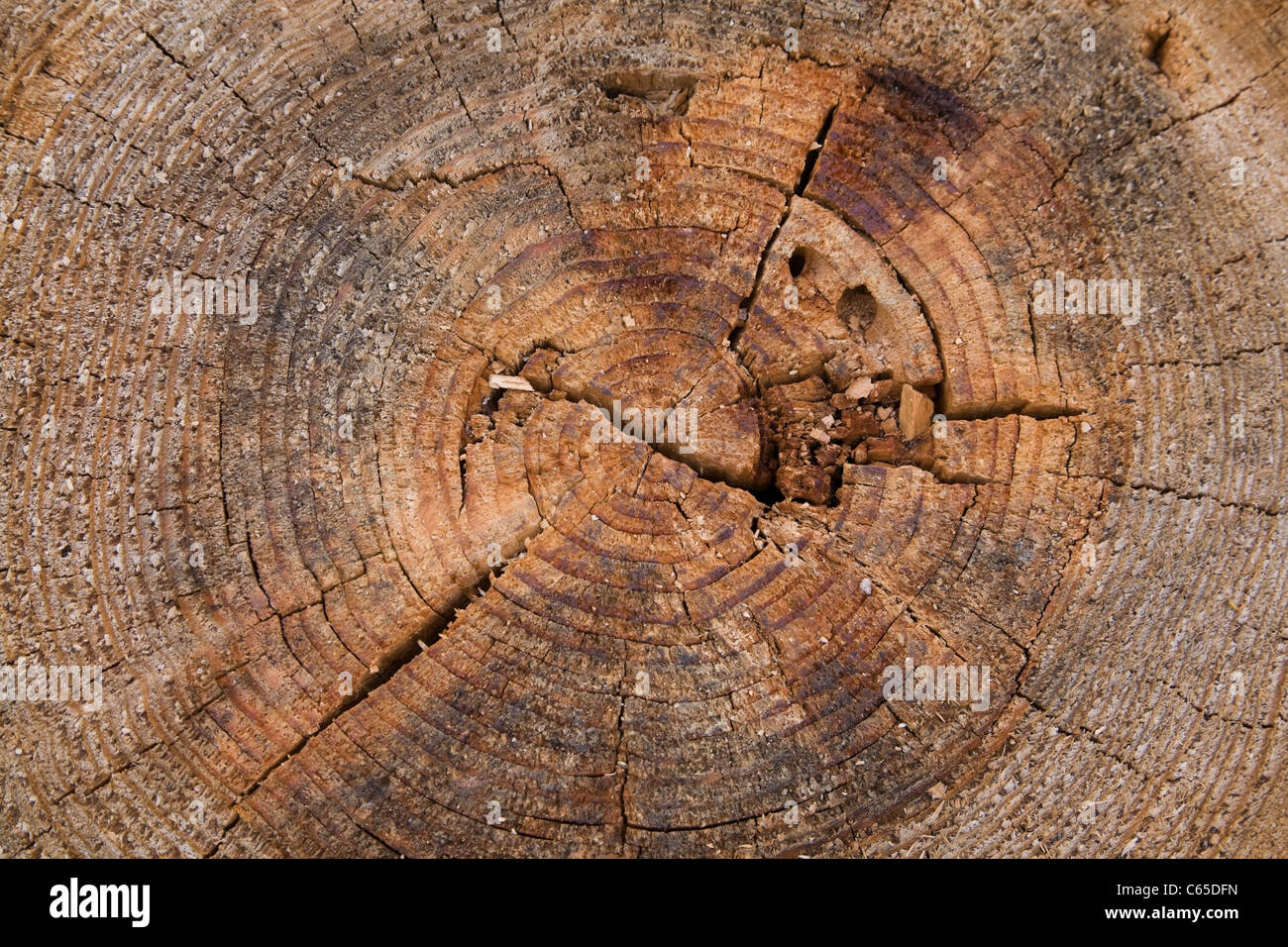 Log, close up Stock Photo - Alamy