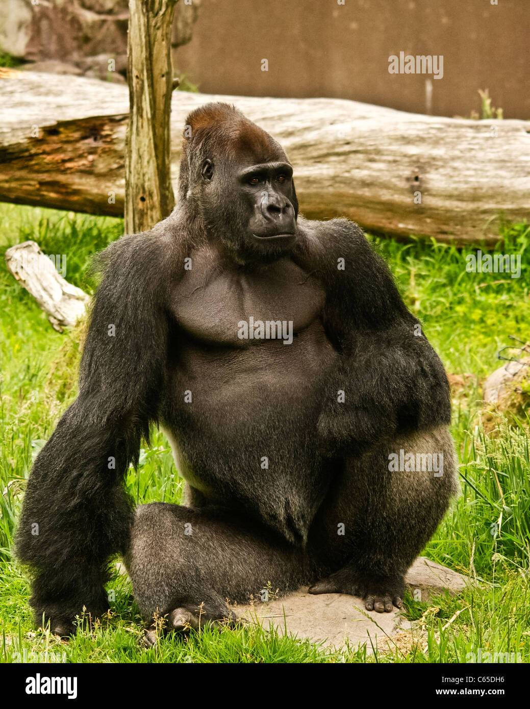 Western Lowland Gorilla Stock Photo - Alamy