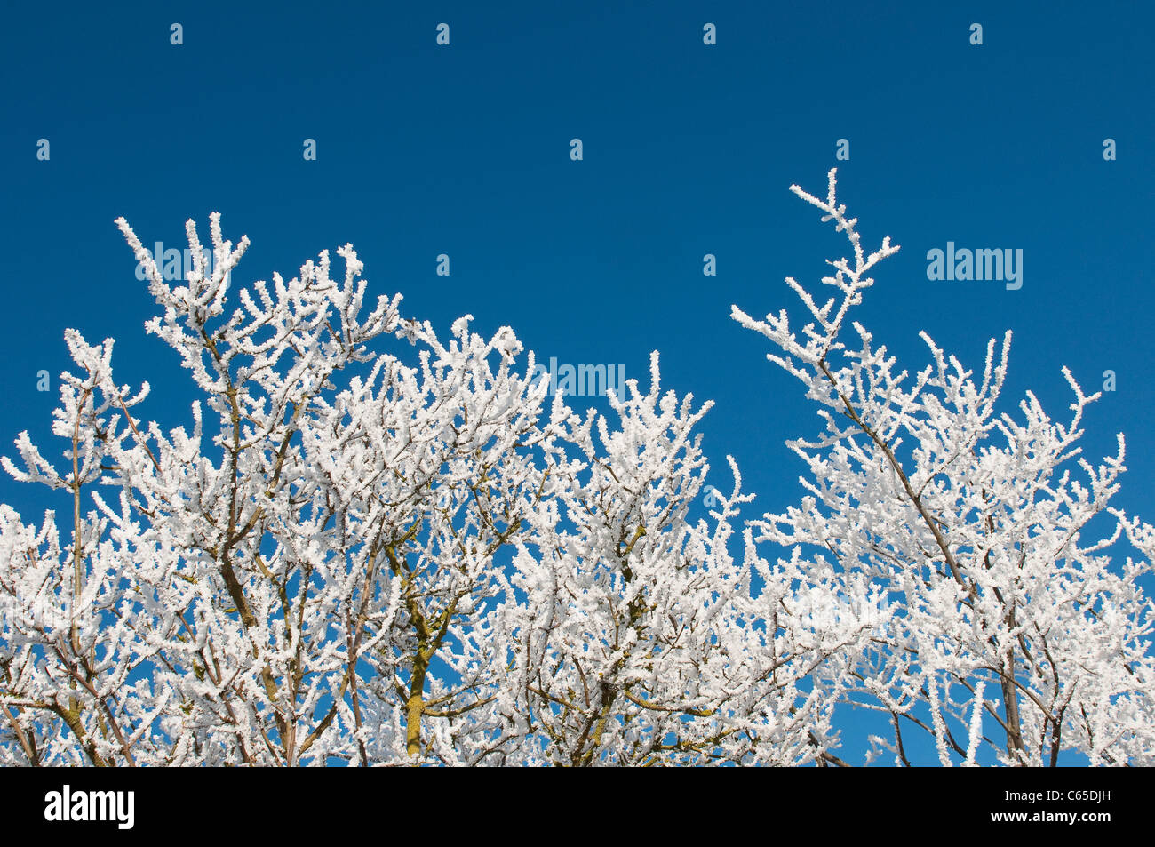 Haw frost on tree trees hi-res stock photography and images - Alamy