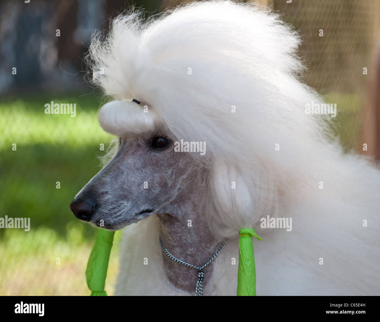 Poodle is a breed of dog. Poodles are retrievers or gun dogs Stock ...