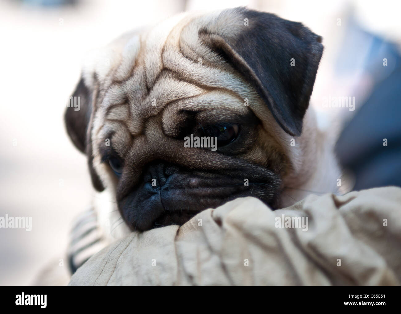 The pug is a breed of dog with a wrinkly, short-muzzled face Stock ...