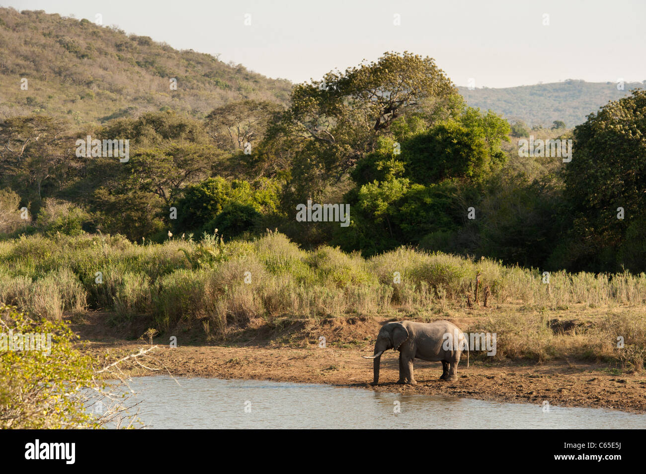 Hluhluwe game reserve hi-res stock photography and images - Alamy