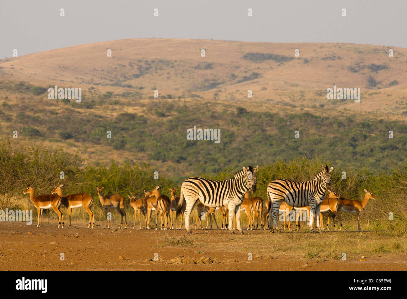 Impala with zebras hi-res stock photography and images - Alamy