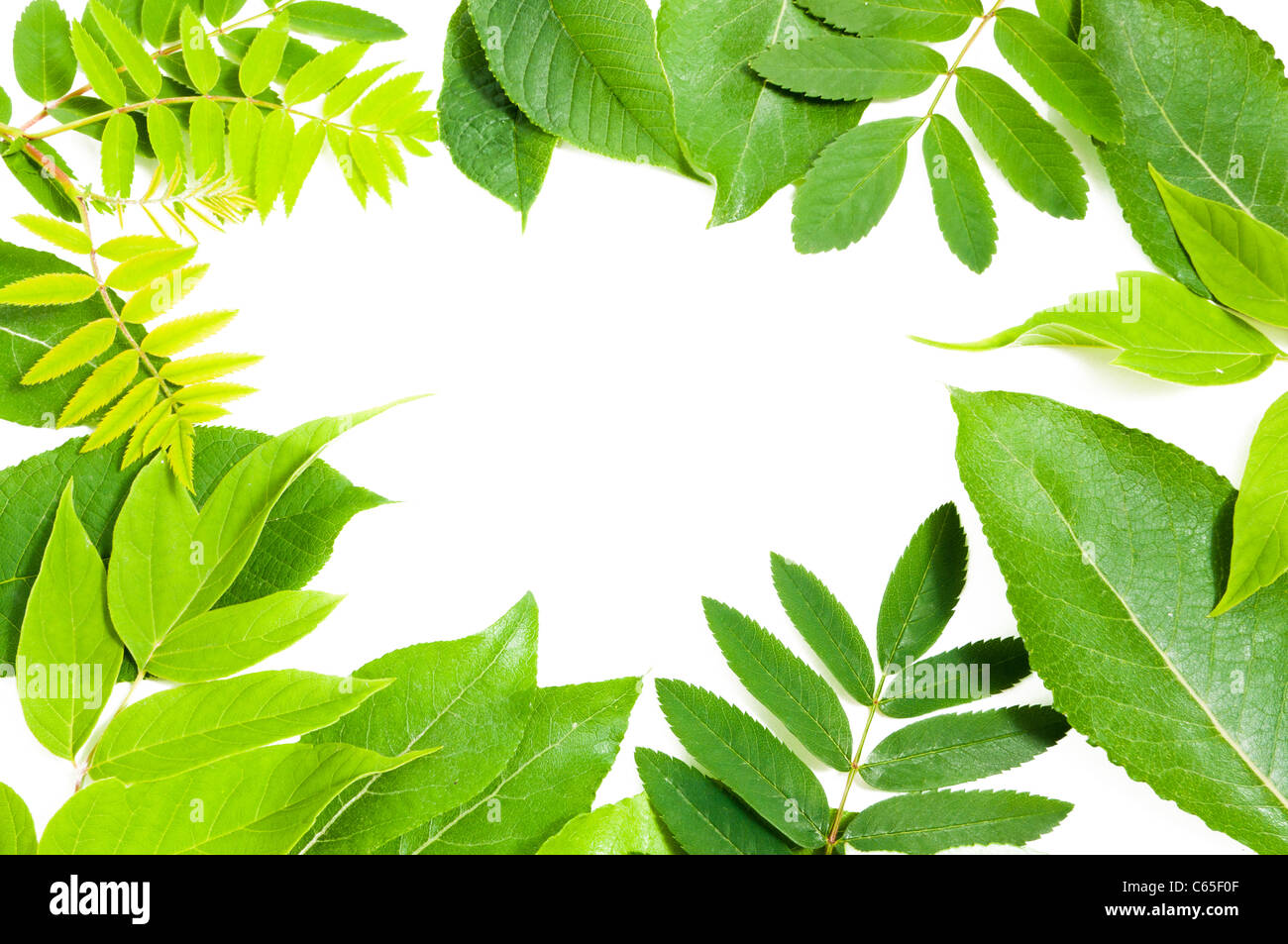 Green leaves with white border hi-res stock photography and images - Alamy