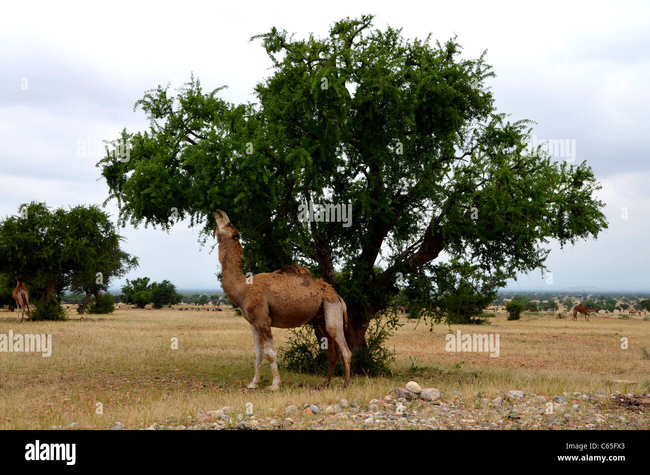 Argan tree forest hi-res stock photography and images - Alamy
