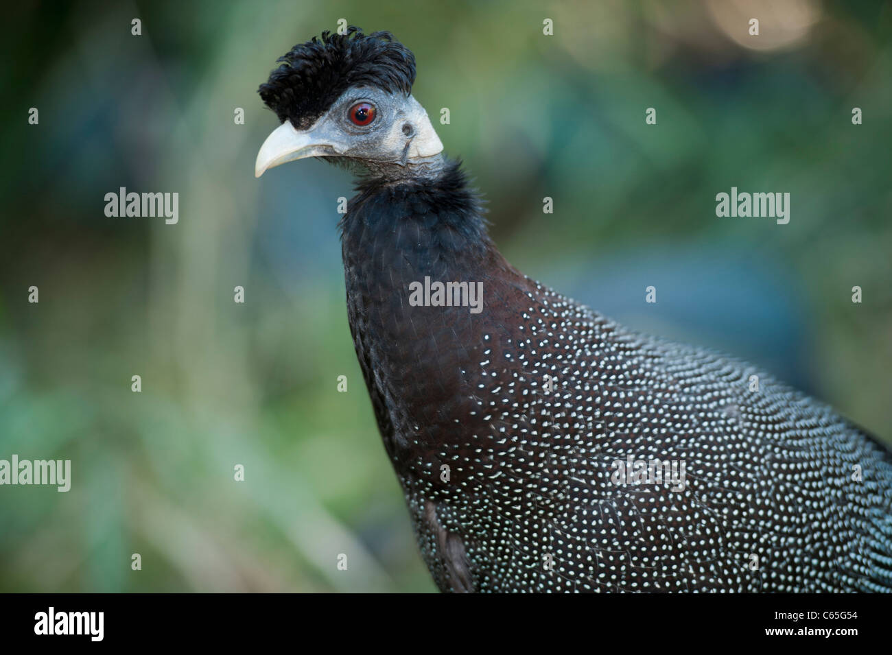 Crested Guineafowl (Guttera pucherani), Hluhluwe-Imfolozi Game Reserve ...