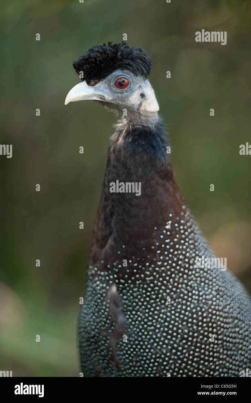 Crested Guineafowl (Guttera pucherani), Hluhluwe-Imfolozi Game Reserve ...