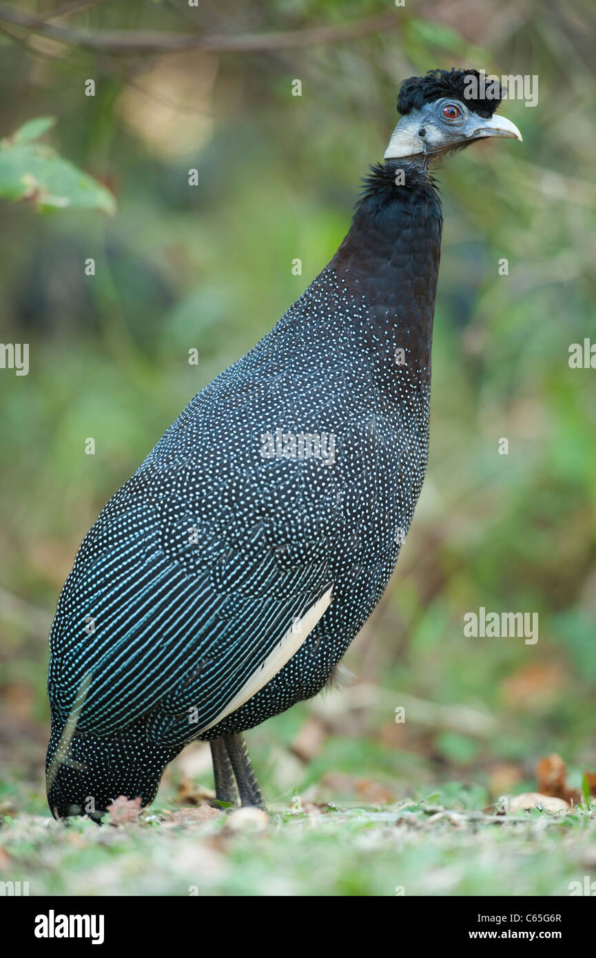 Crested Guineafowl (Guttera pucherani), Hluhluwe-Imfolozi Game Reserve ...