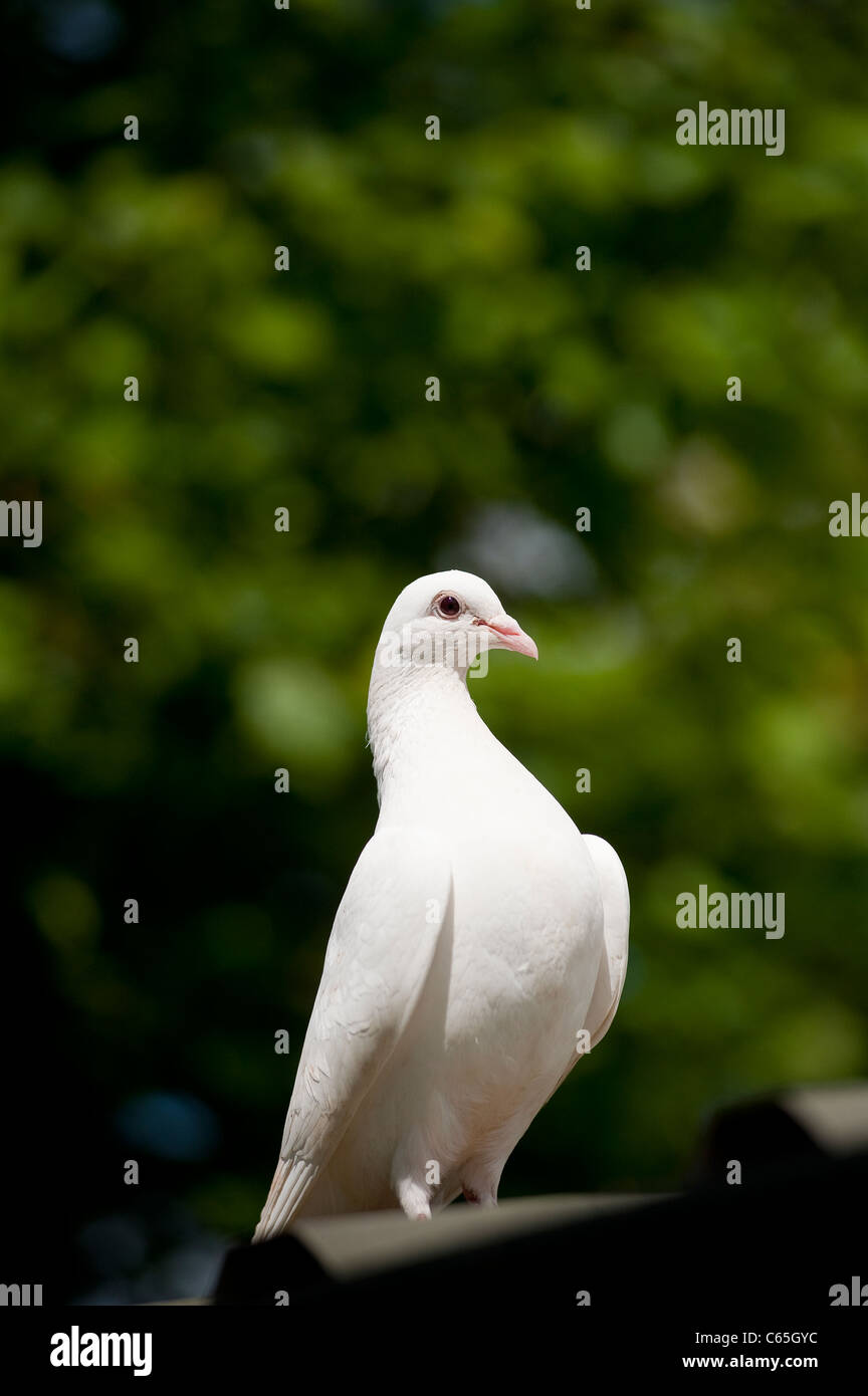 Doves bird hi-res stock photography and images - Alamy
