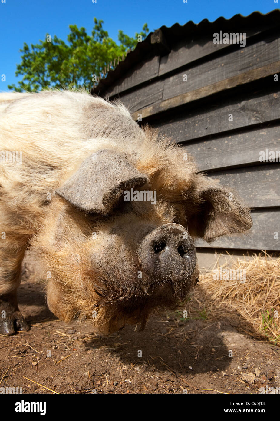Ugly Pig High Resolution Stock Photography and Images - Alamy