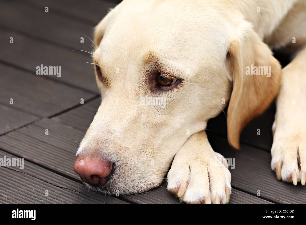 Tired labrador hi-res stock photography and images - Alamy