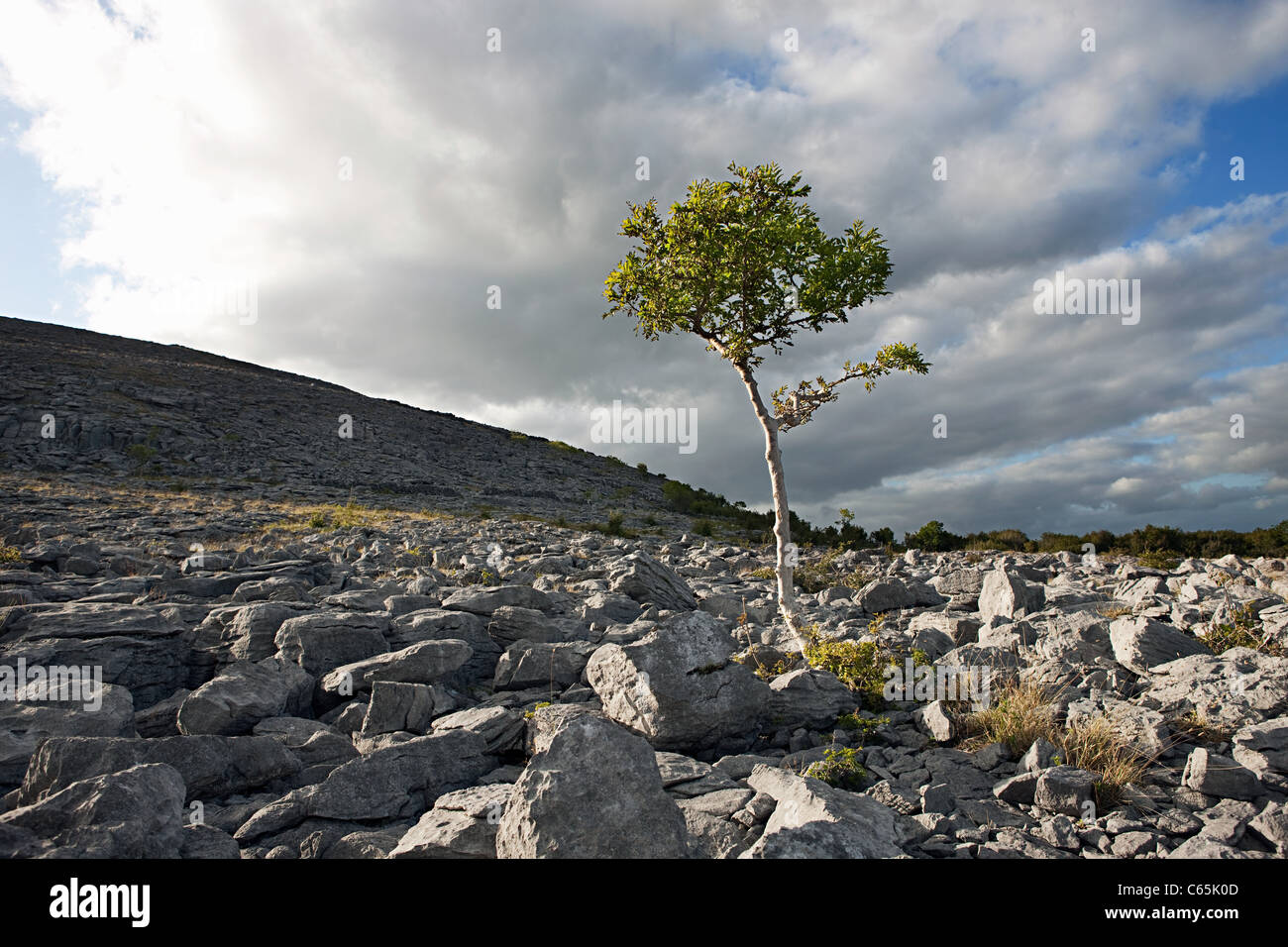 Burren tree hi-res stock photography and images - Alamy