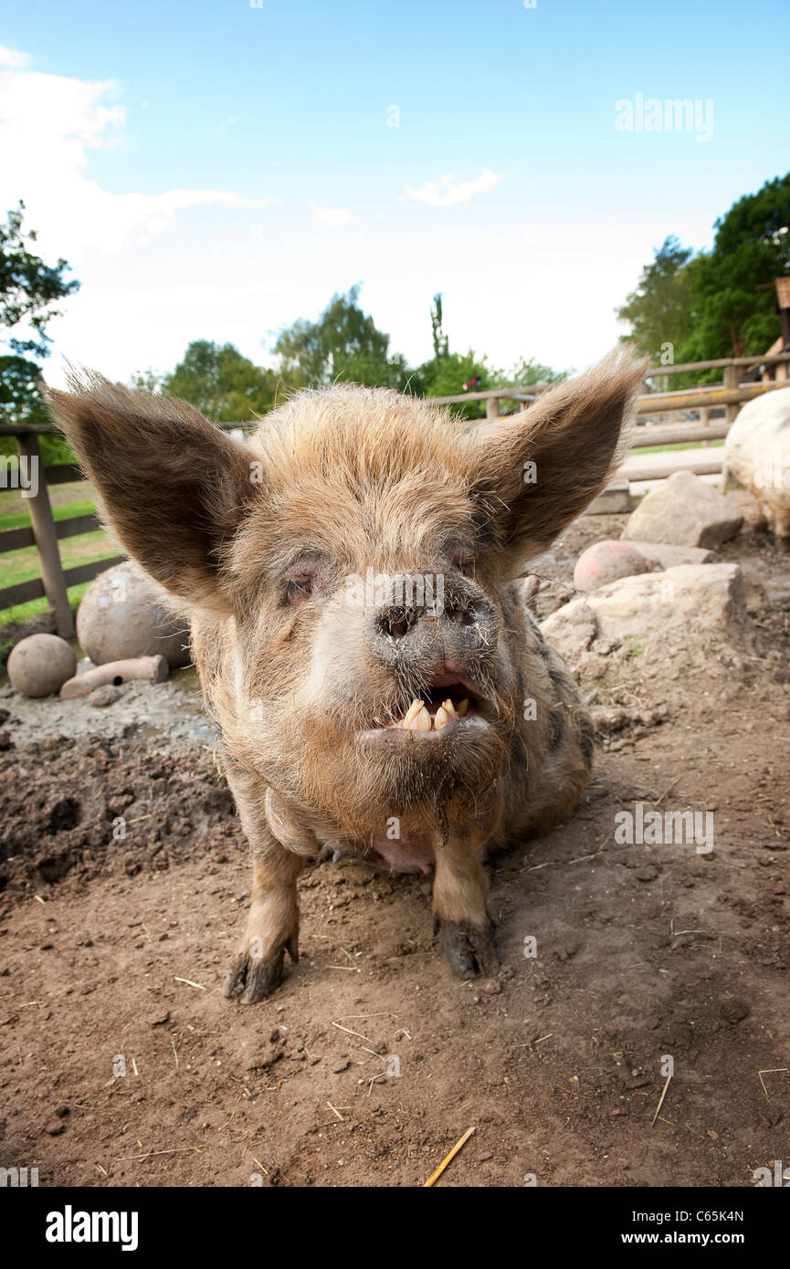 Pig face close up hi-res stock photography and images - Alamy