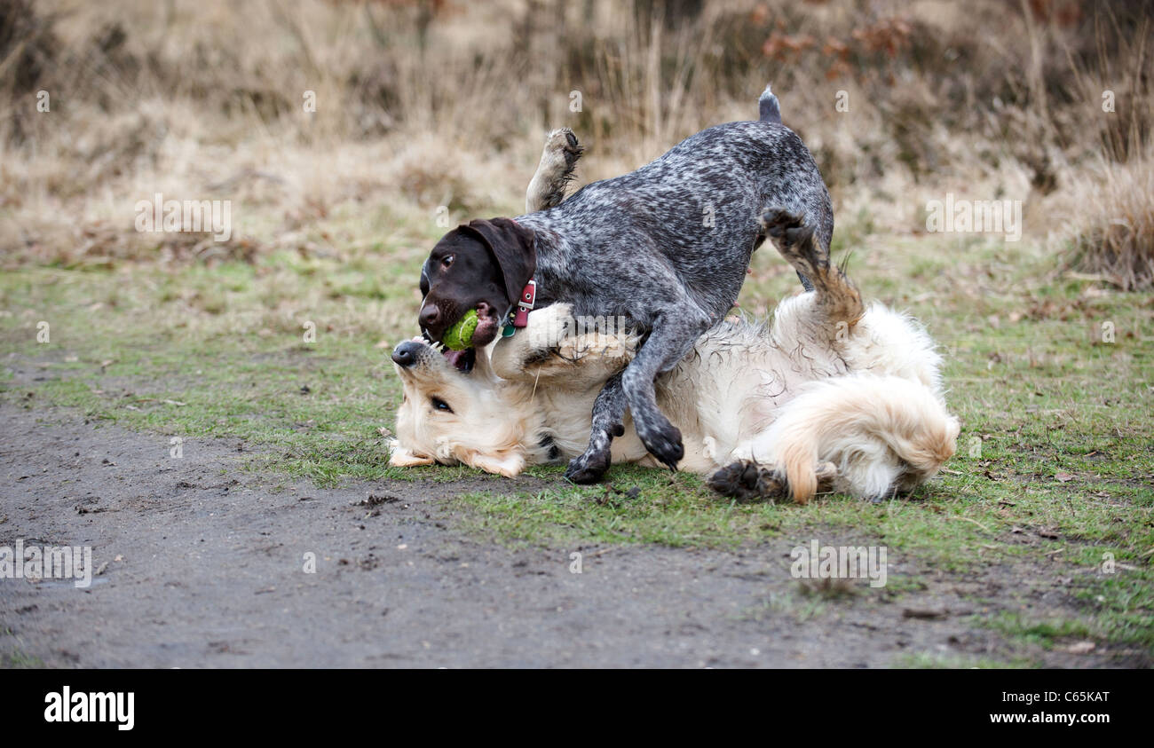 Two dogs playing fighting hi-res stock photography and images - Alamy