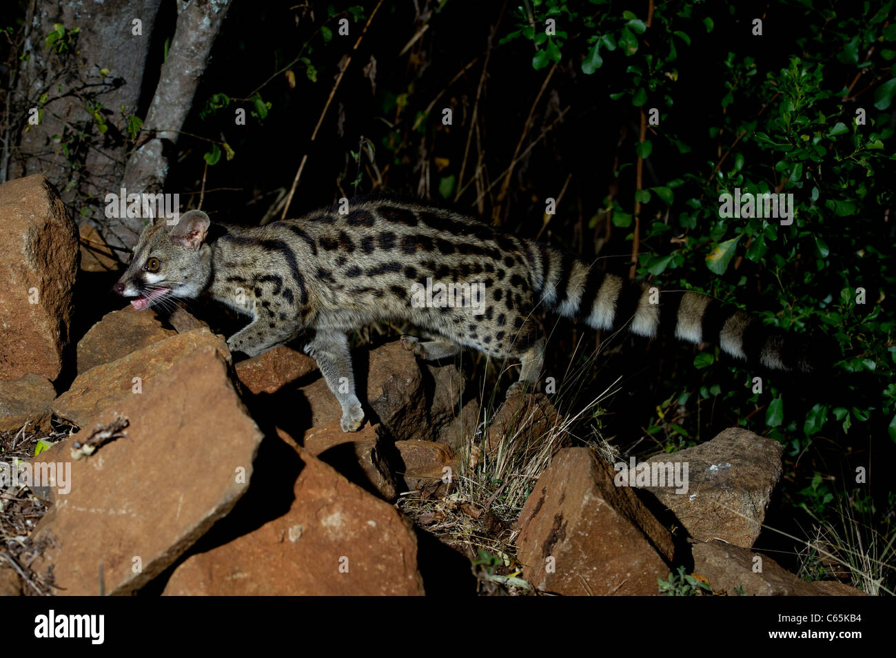 Large-spotted genet (Genetta tigrina), Ithala Game Reserve, South ...