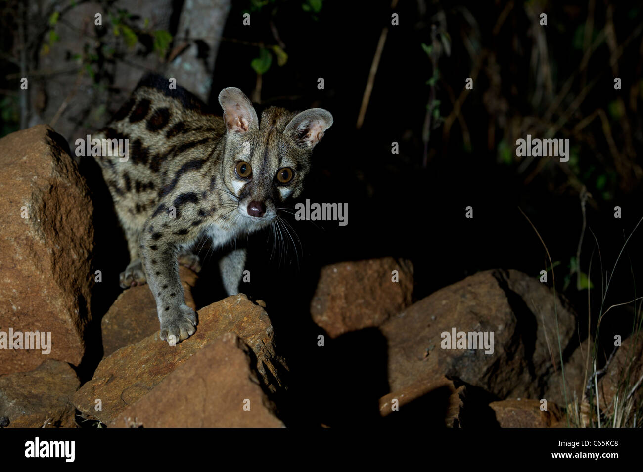 Large-spotted genet (Genetta tigrina), Ithala Game Reserve, South ...