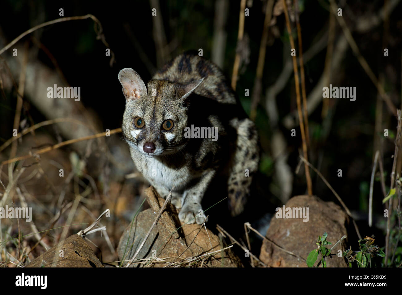 Large-spotted genet (Genetta tigrina), Ithala Game Reserve, South ...