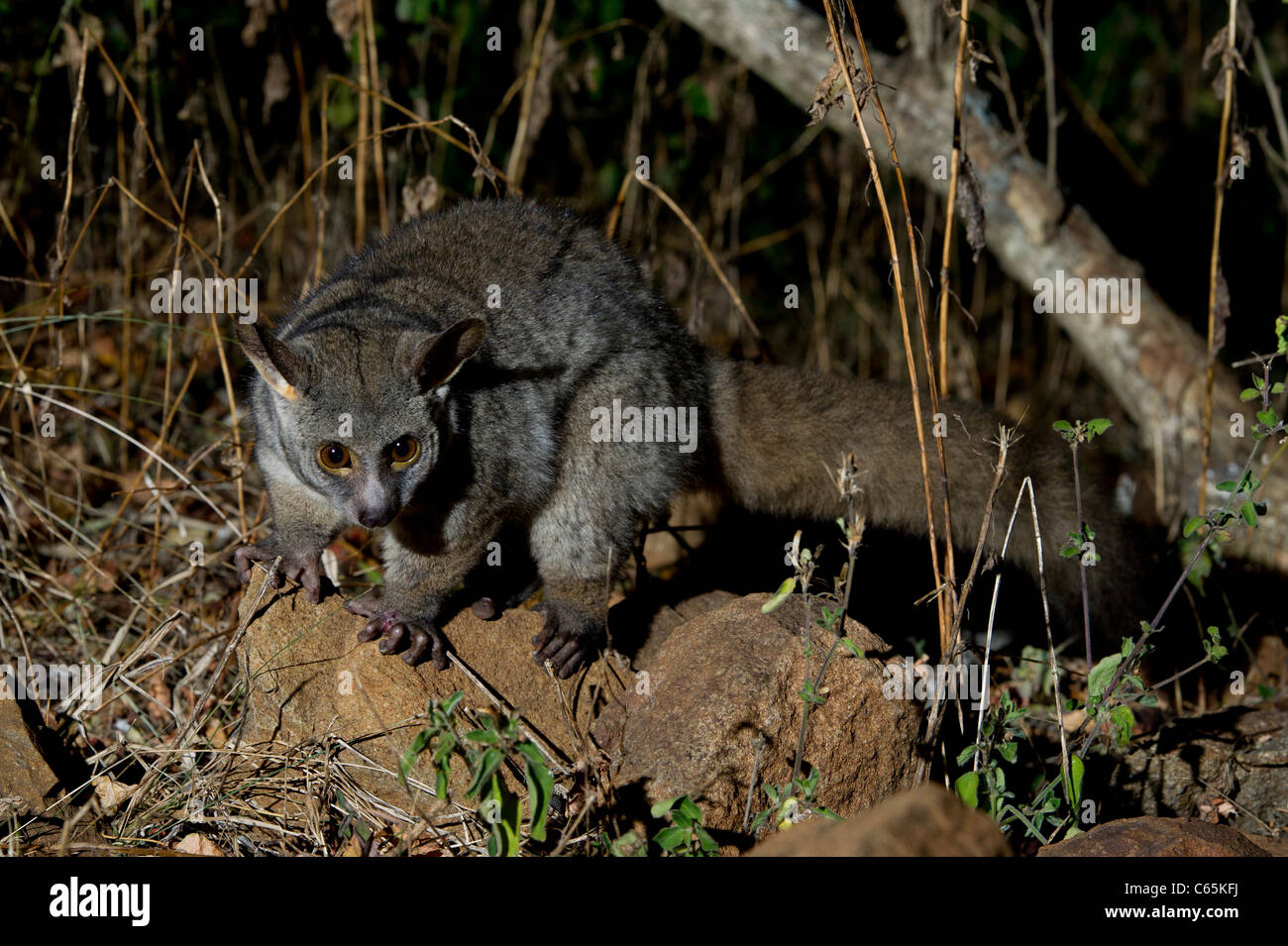 Thick-tailed galago (Galago crassicaudatus), Ithala Game Reserve, South ...