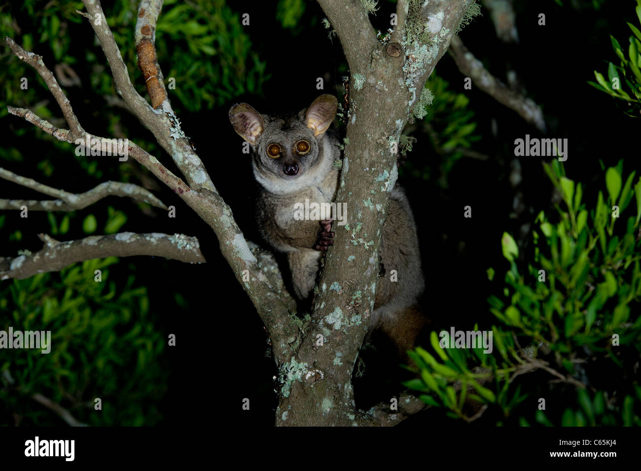 Thick-tailed galago (Galago crassicaudatus), Ithala Game Reserve, South ...