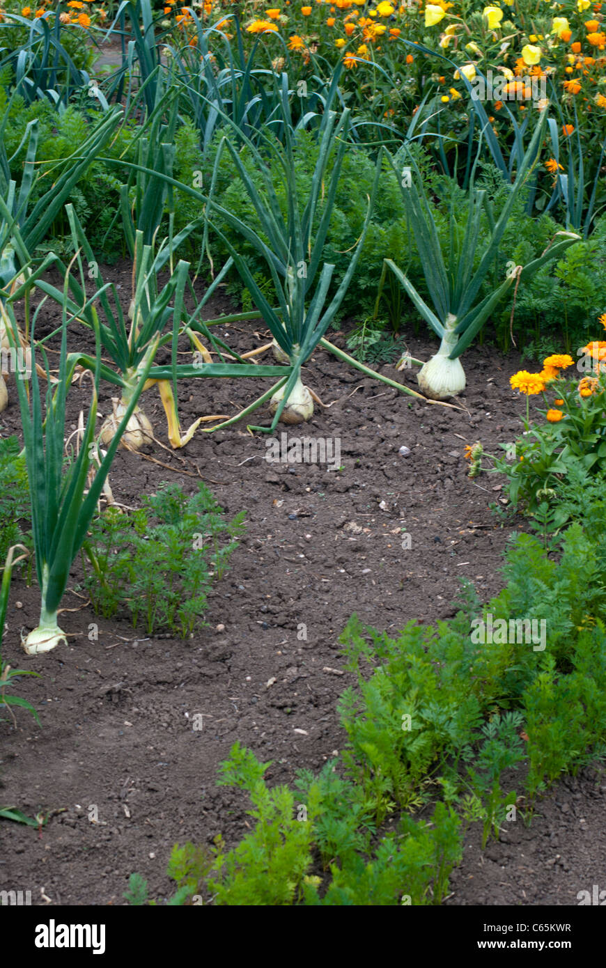 Companion planting on an allotment, onions, carrots and calendula Stock ...