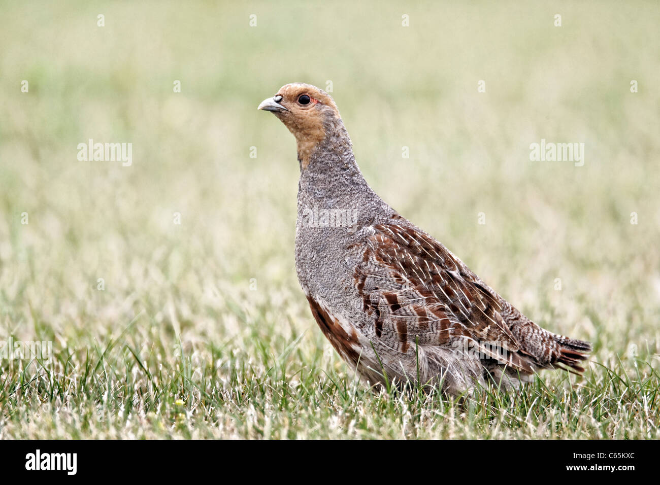 Grey partridge farm hi-res stock photography and images - Alamy